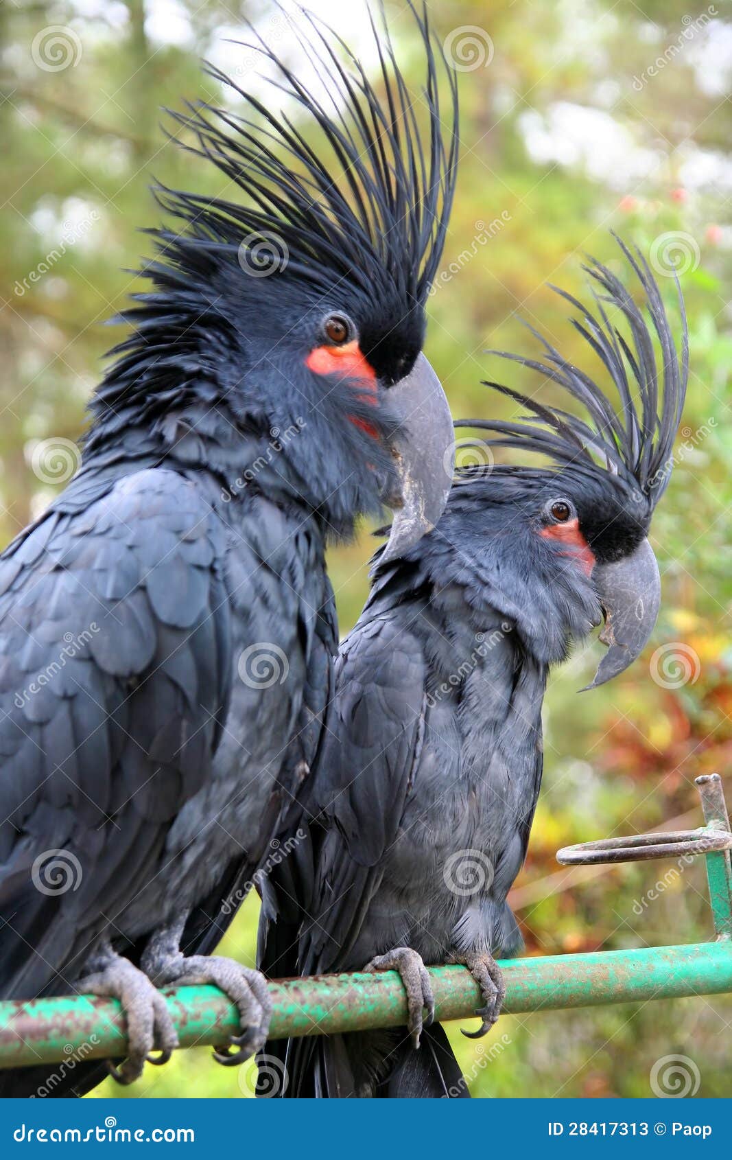 Black Parrots stock image. Image of motion, beak, indonesian - 28417313