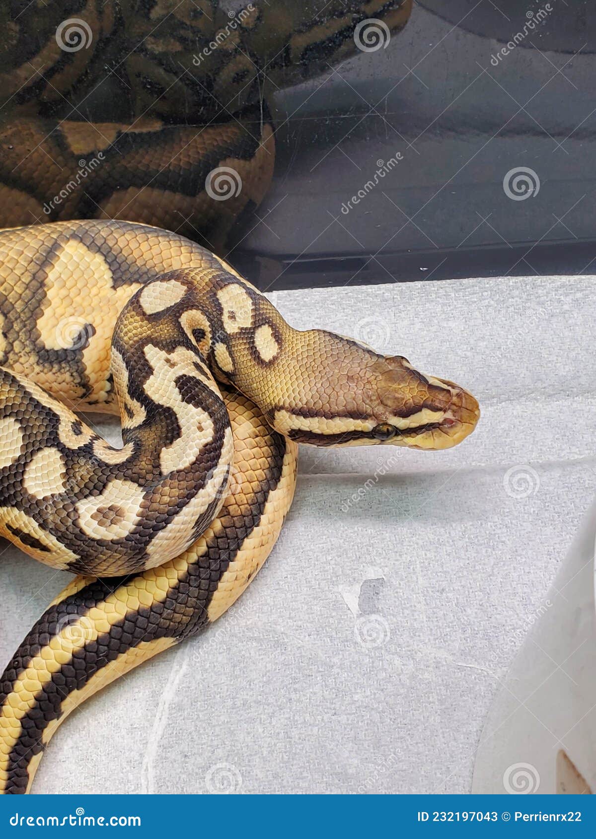 Hypo pastel ball python stock image. Image of crocodile - 232197043