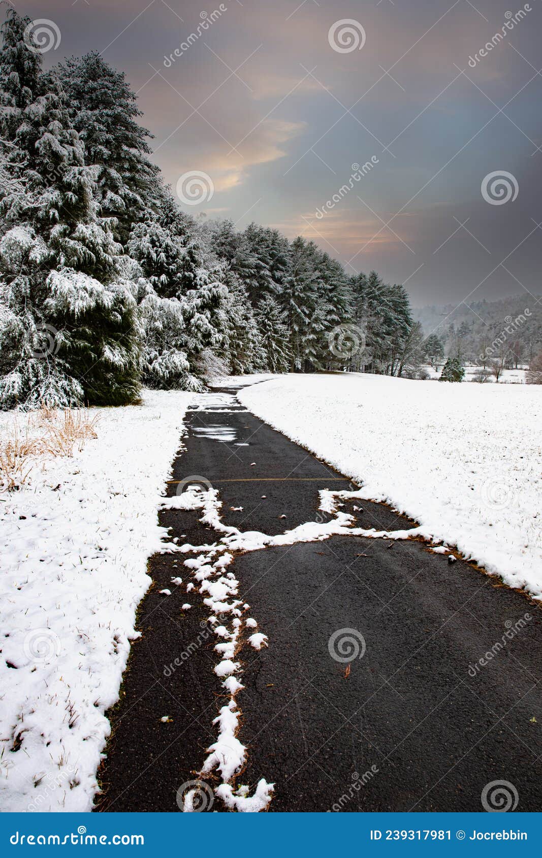Black Pathway Cuts through Field of Snow and Pine Trees Stock Image ...