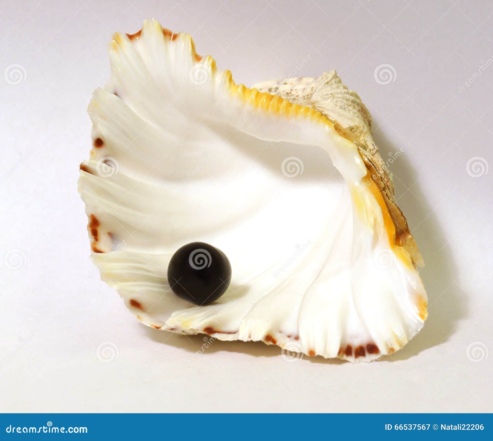 Black Pearl in seashell stock image. Image of isolated - 66537567