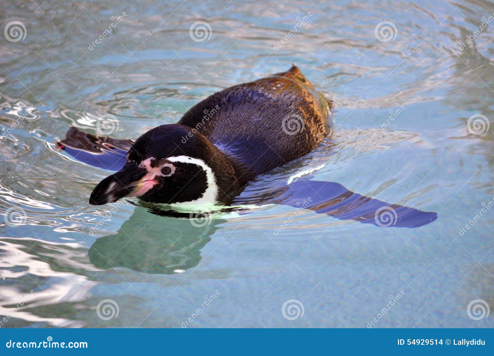Black penguin stock photo. Image of beautiful, cold, panda - 54929514