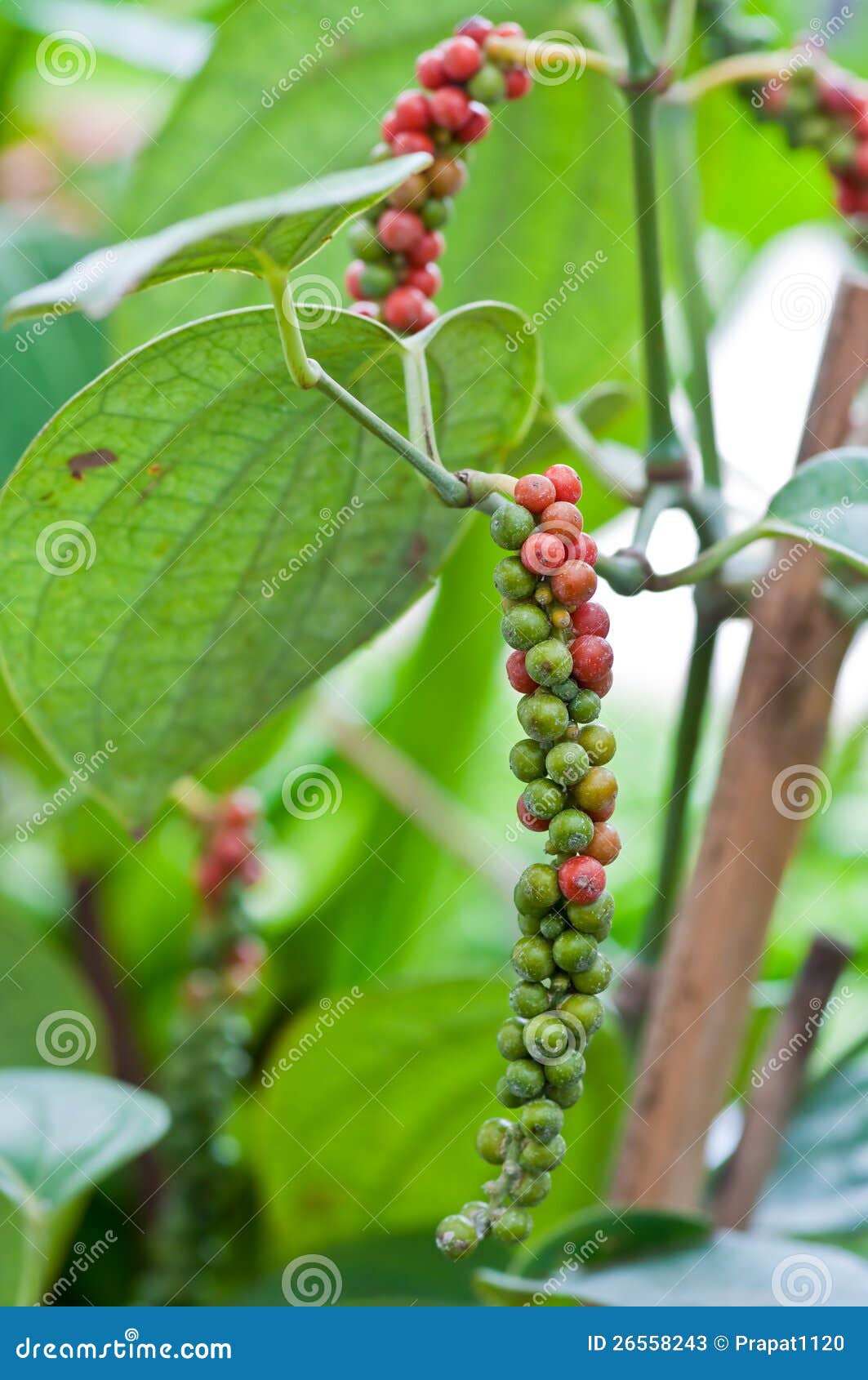 Black pepper stock image. Image of medicine, plant, closeup - 26558243