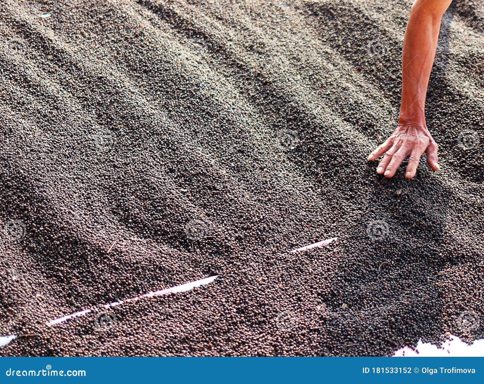 Black Pepper is Dried in the Sun. Scattered on Burlap Stock Photo ...