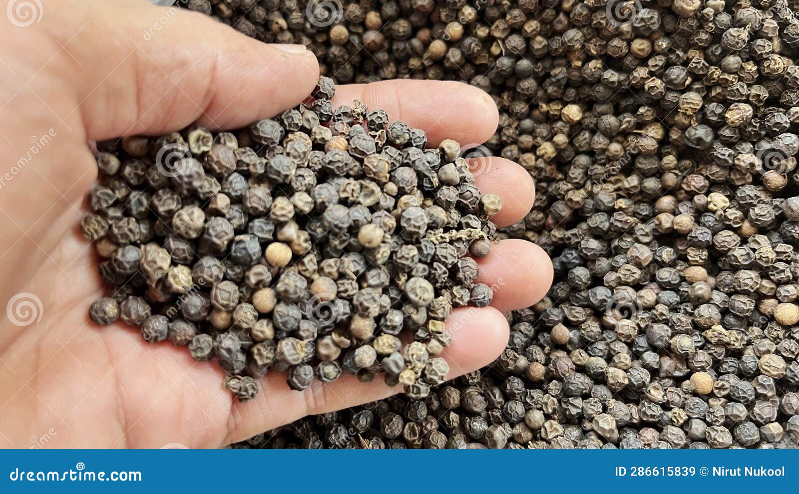 Black pepper stock image. Image of blackpepper, pepper - 286615839