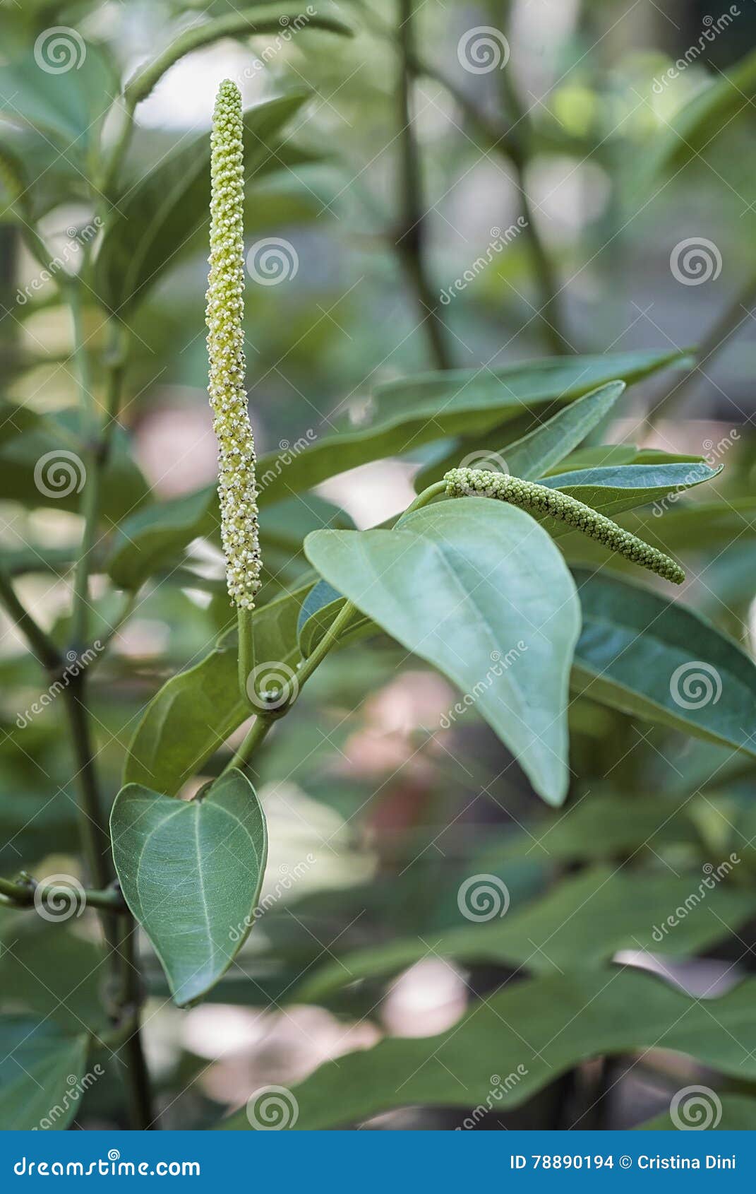 Black Pepper (Piper Nigrum), Plant with Flower Stock Photo - Image of ...