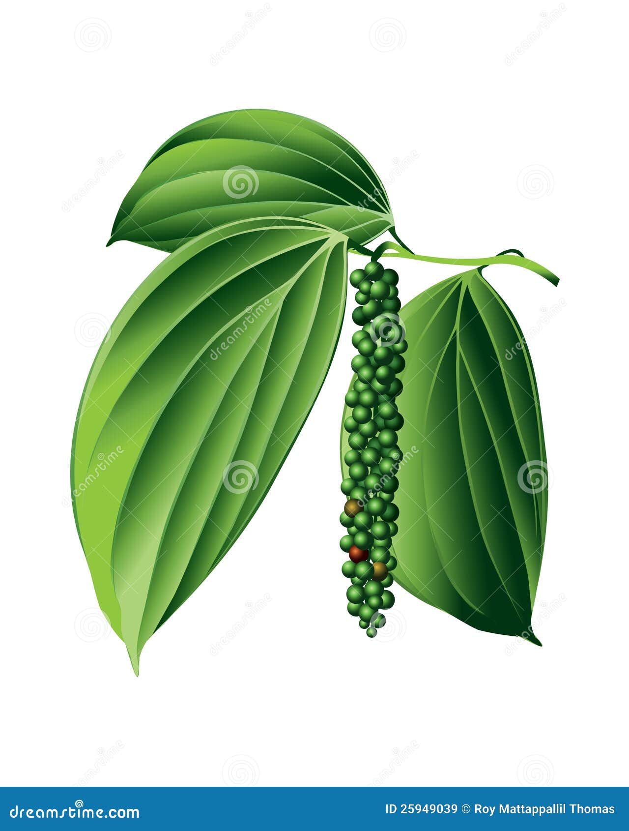 Black pepper plant stock vector. Illustration of pearl - 25949039
