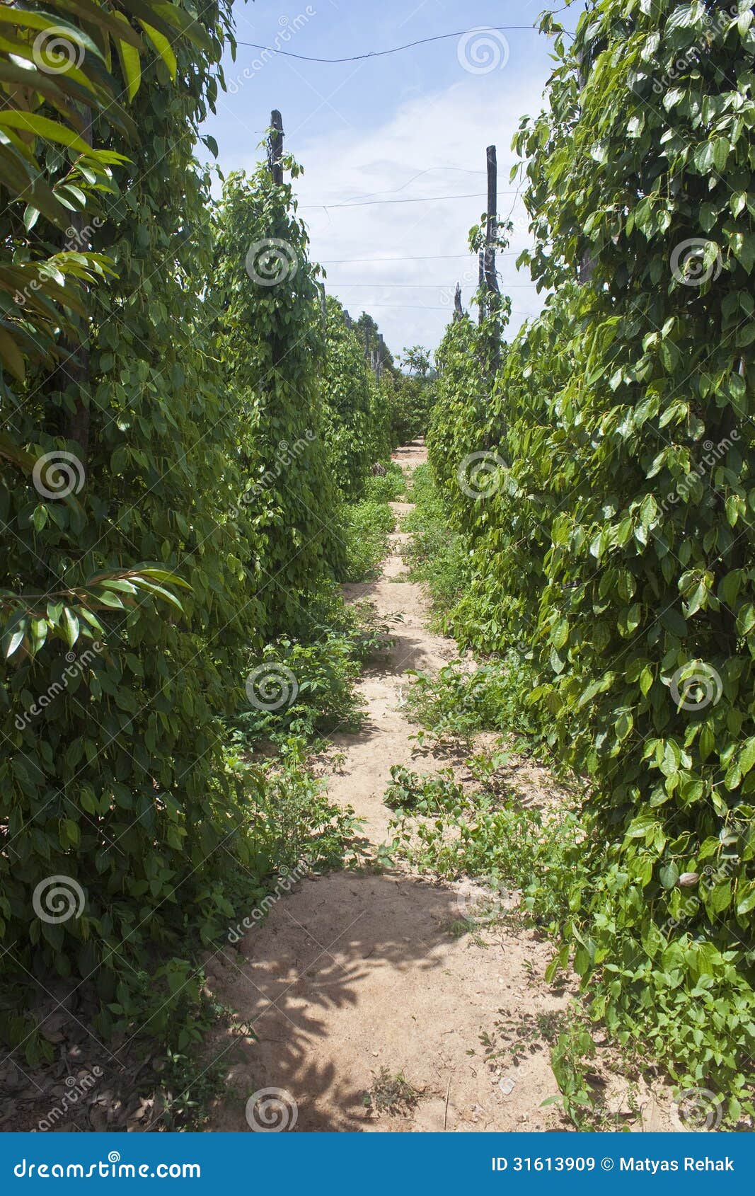 Black pepper plantation stock image. Image of flora, grow - 31613909