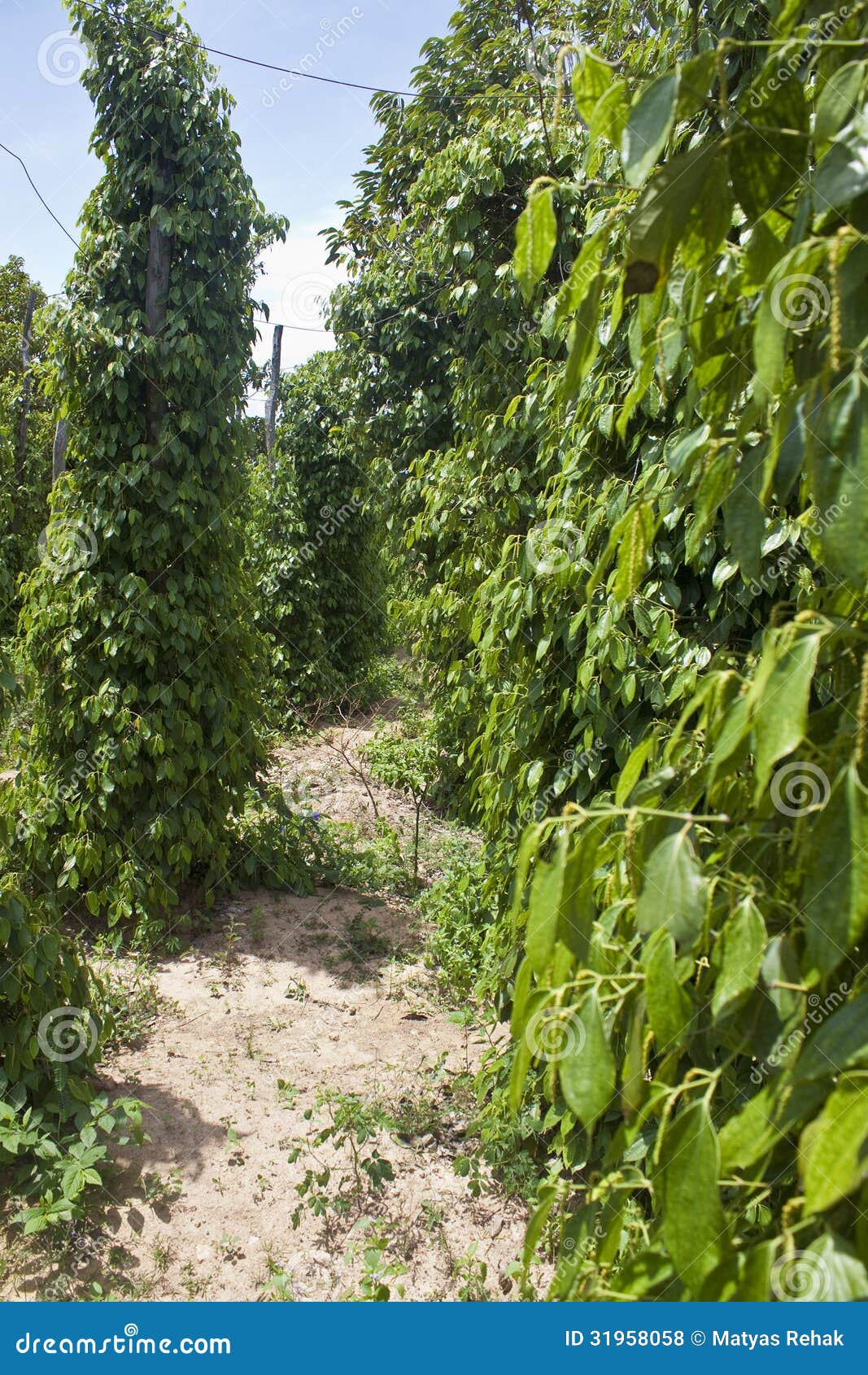 Black pepper plantation stock photo. Image of rural, tropical - 31958058