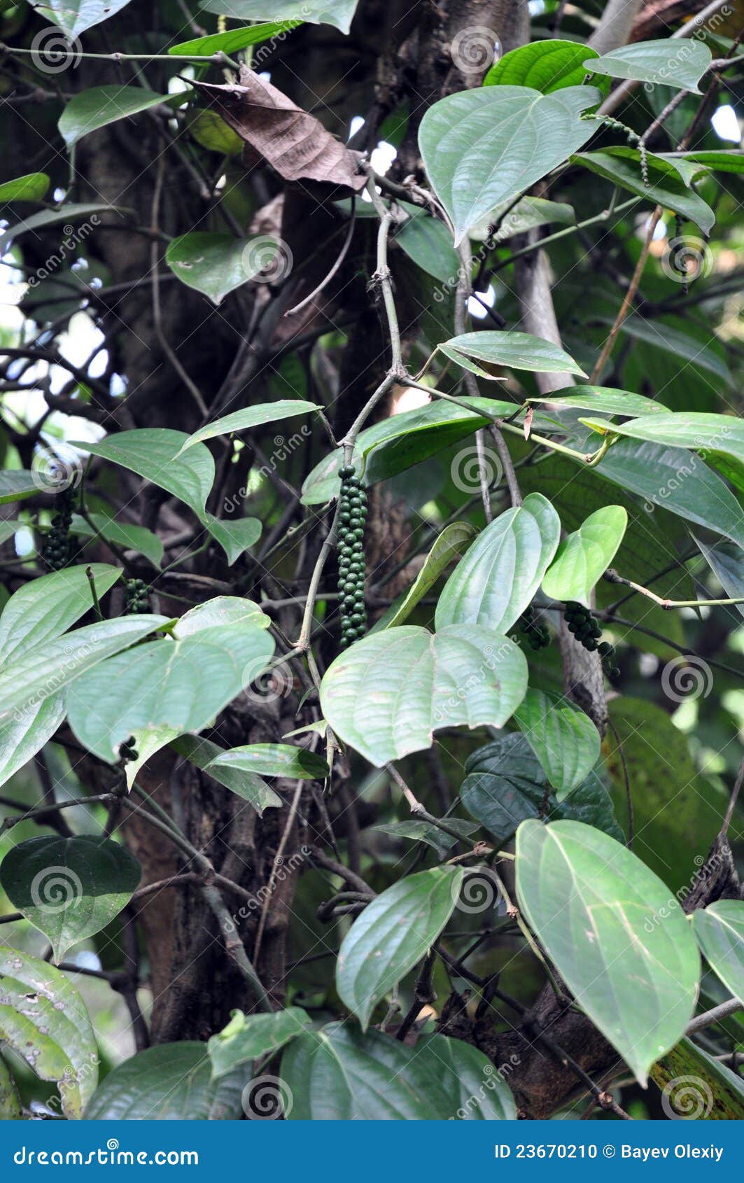 Black pepper tree stock photo. Image of cluster, leaves - 23670210