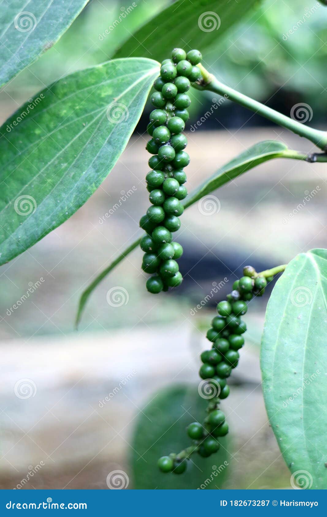 Black pepper tree stock image. Image of merica, natural - 182673287