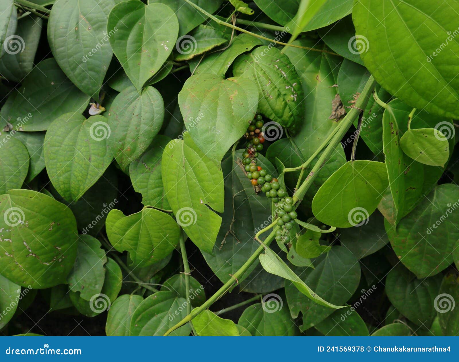A Black Pepper Vine with a Hanging Spike Stock Photo - Image of ...