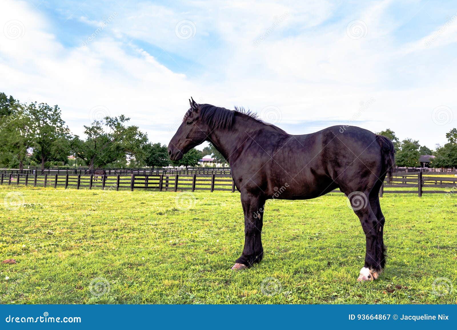 Black Percheron gelding stock image. Image of agriculture - 93664867