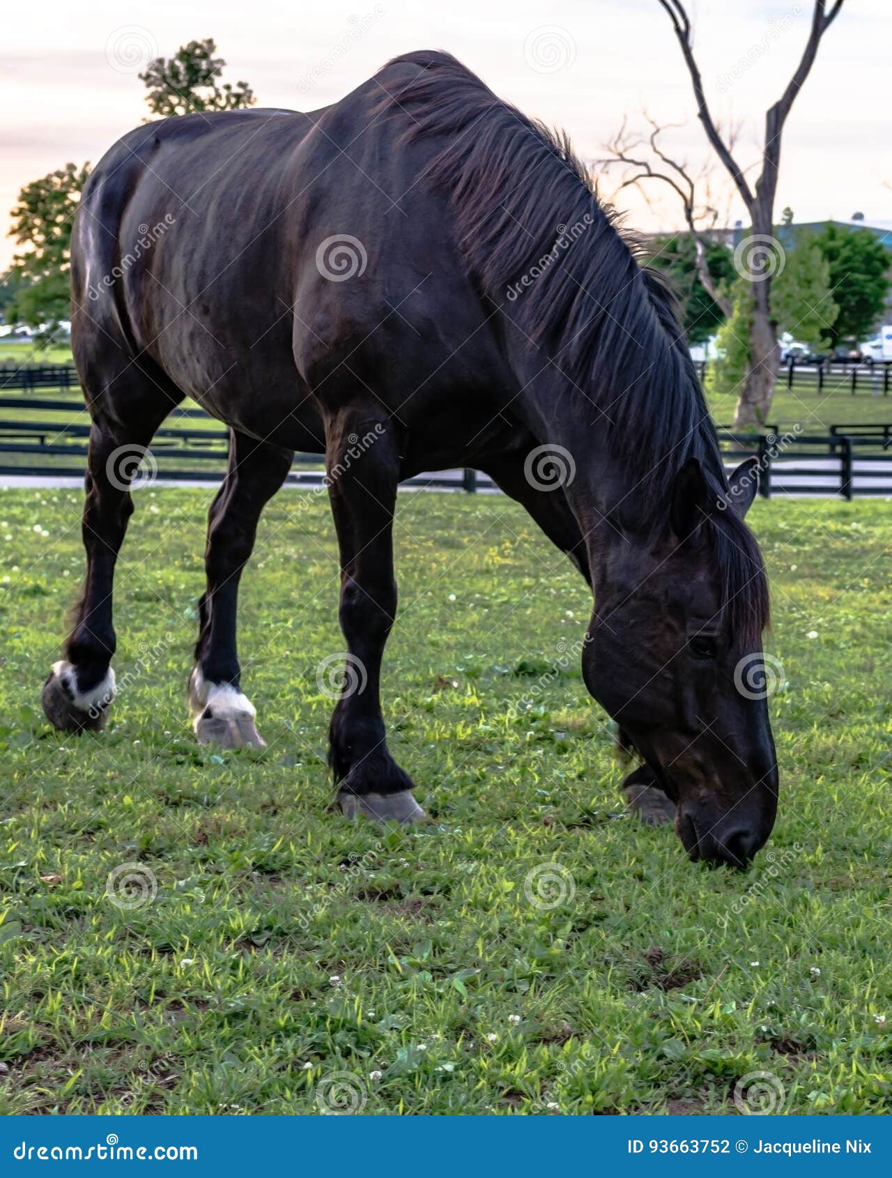 Black Percheron horse stock photo. Image of equine, companion - 93663752