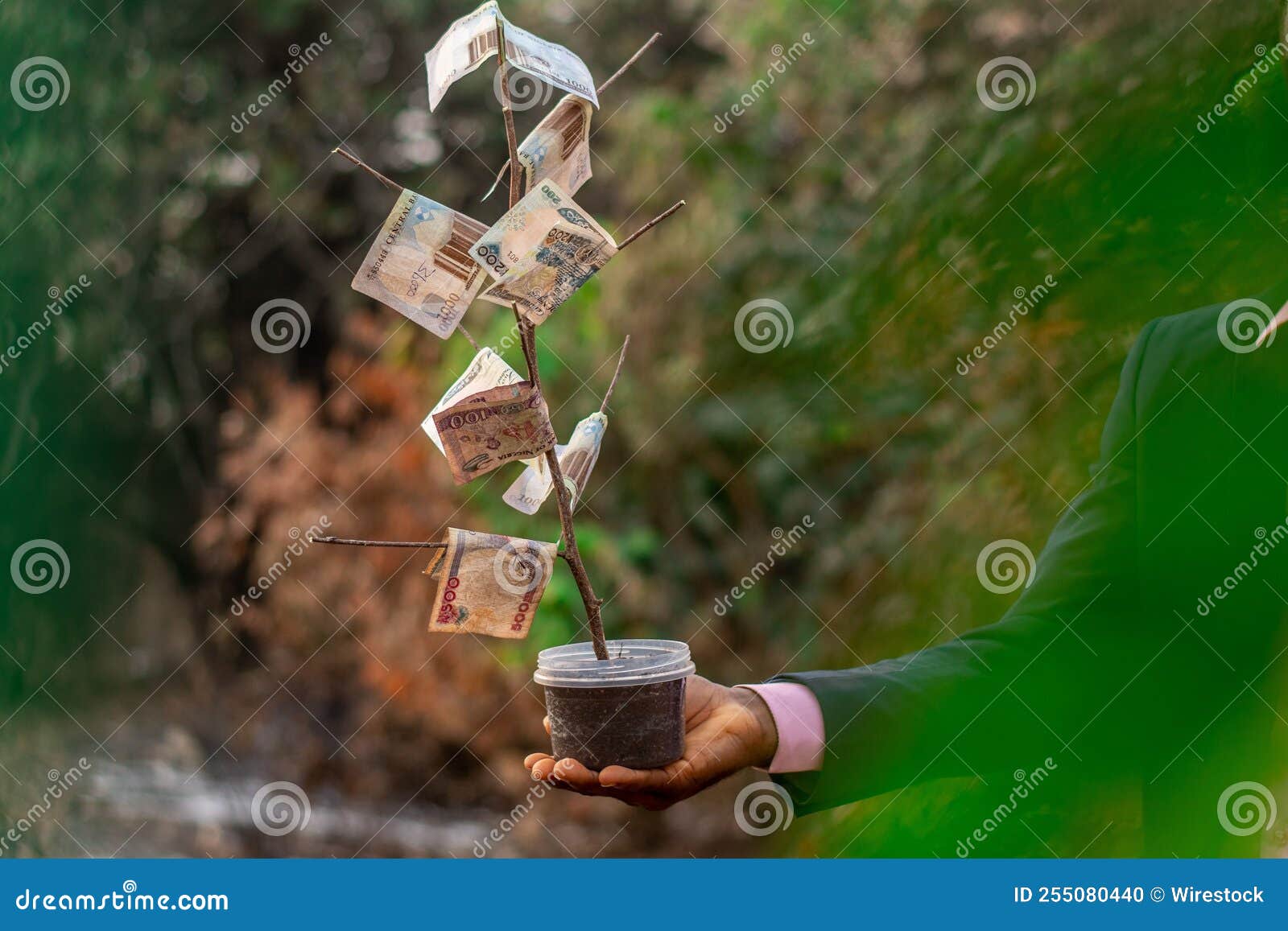 A Black Person Holding a Money Tree Outside Stock Photo - Image of ...