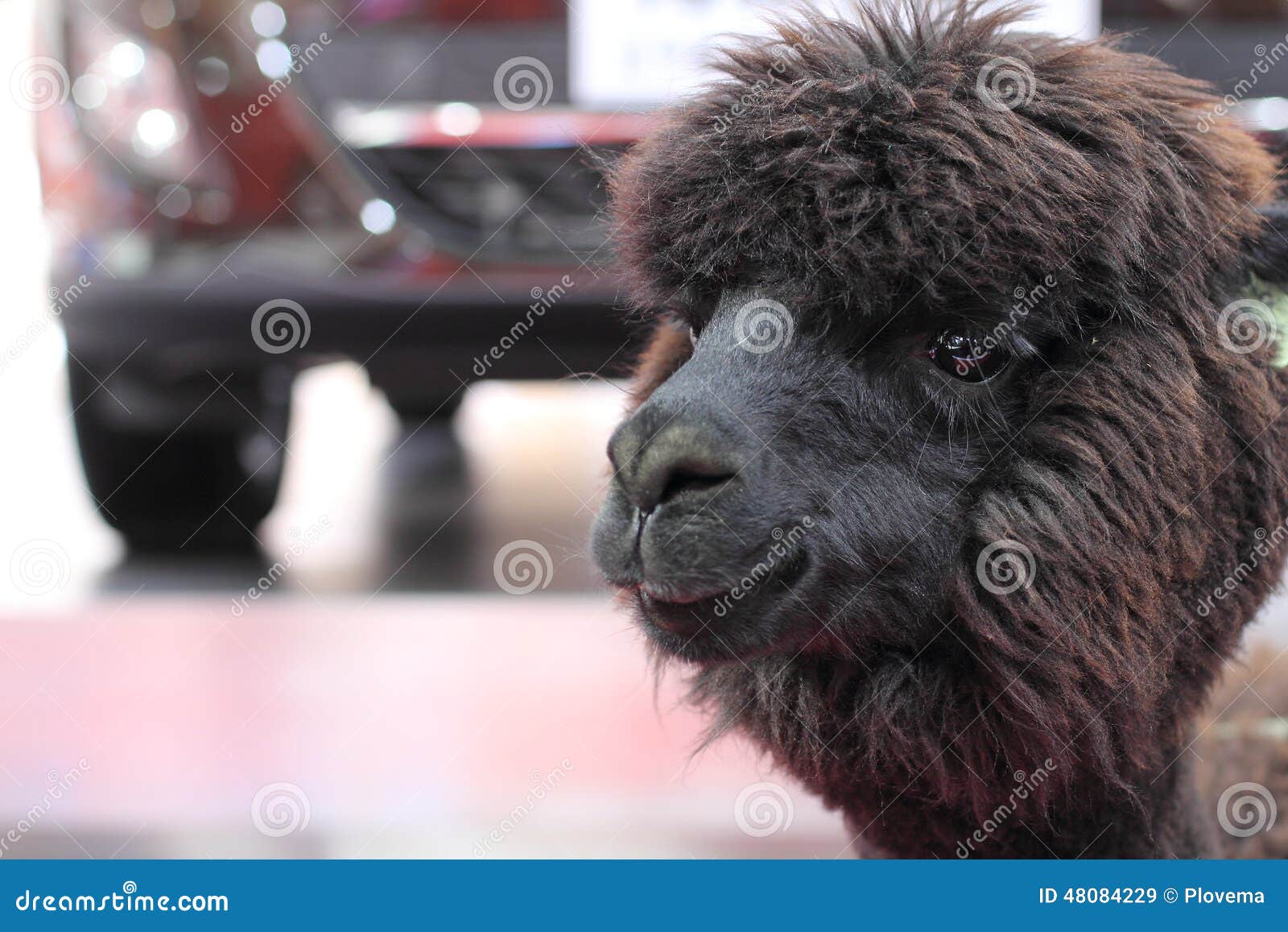 Black Peruvian Alpaca - Vicugna Pacos Stock Image - Image of united ...