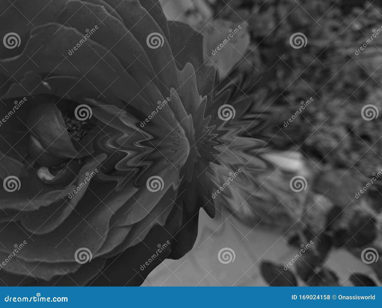 Black Petals Rose Abstract Background Stock Photo - Image of petals ...