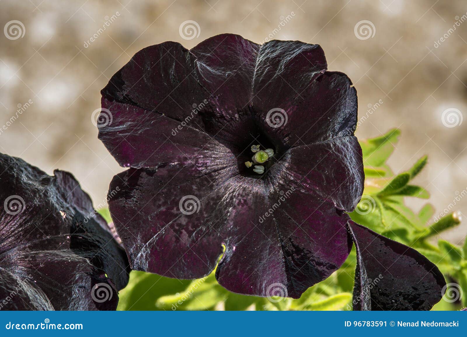 Black petunia flowers stock image. Image of people, head - 96783591