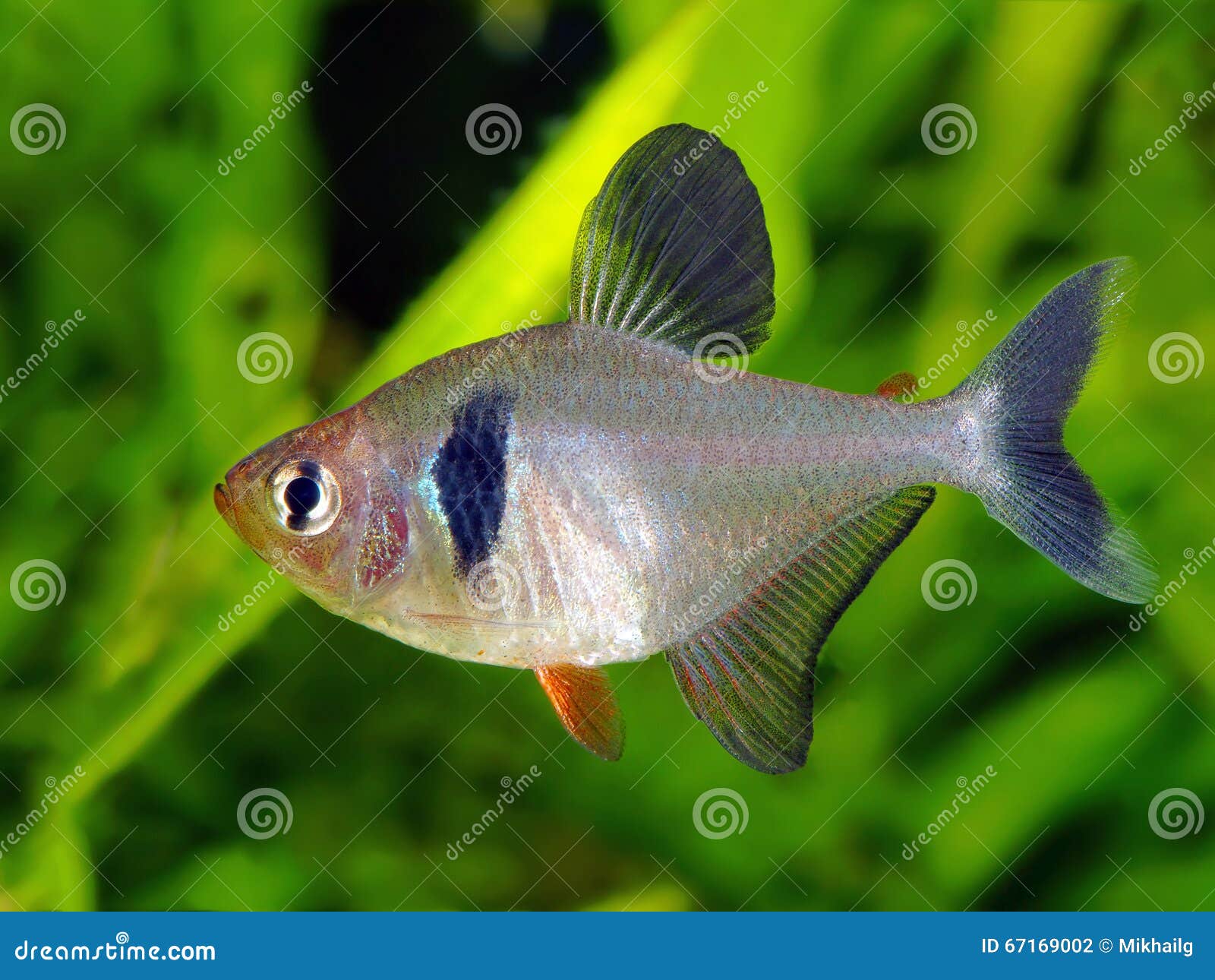 Black Phantom Tetra stock photo. Image of pets, tail - 67169002