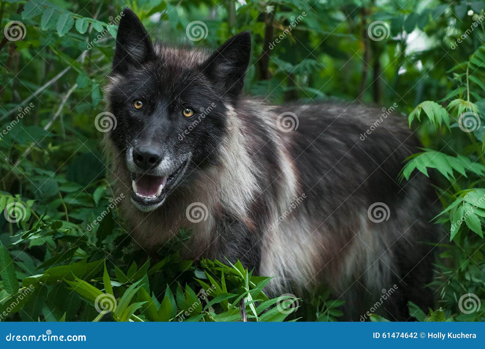 Black Phase Grey Wolf (Canis Lupus) in Greenery Stock Photo - Image of ...