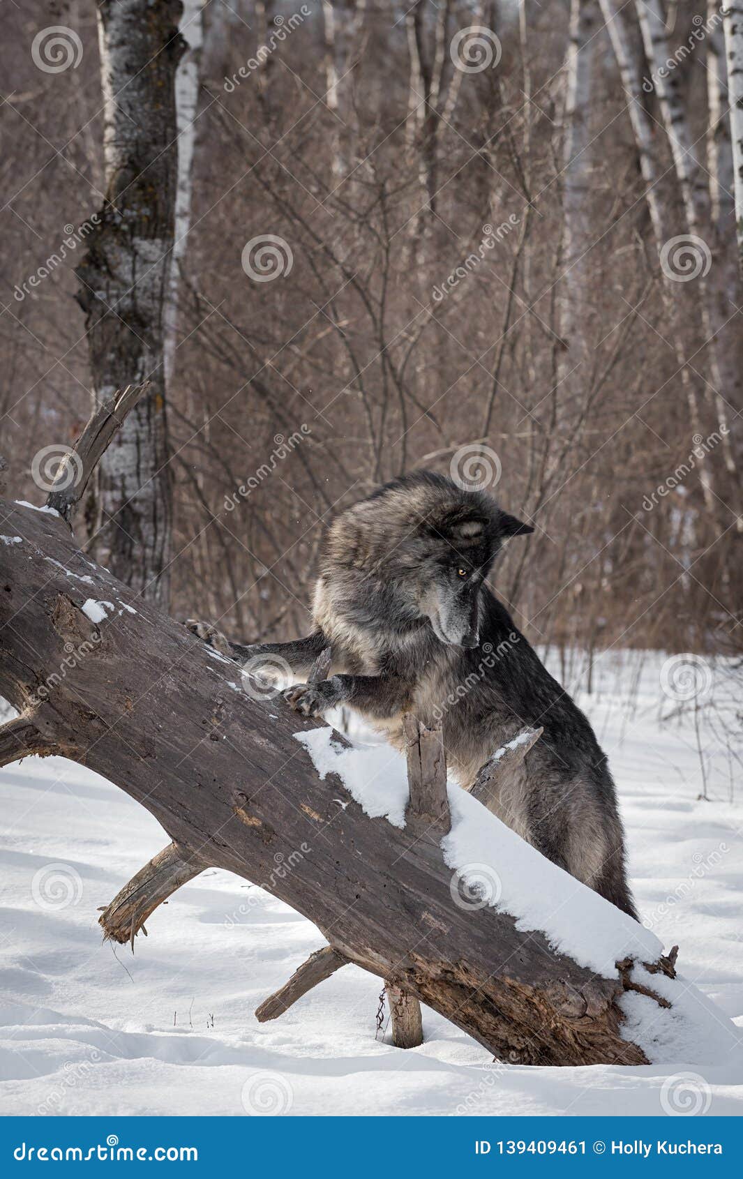 Wolf Sit On A Fallen Tree In The Forest Up Close. Wild Animal In The ...