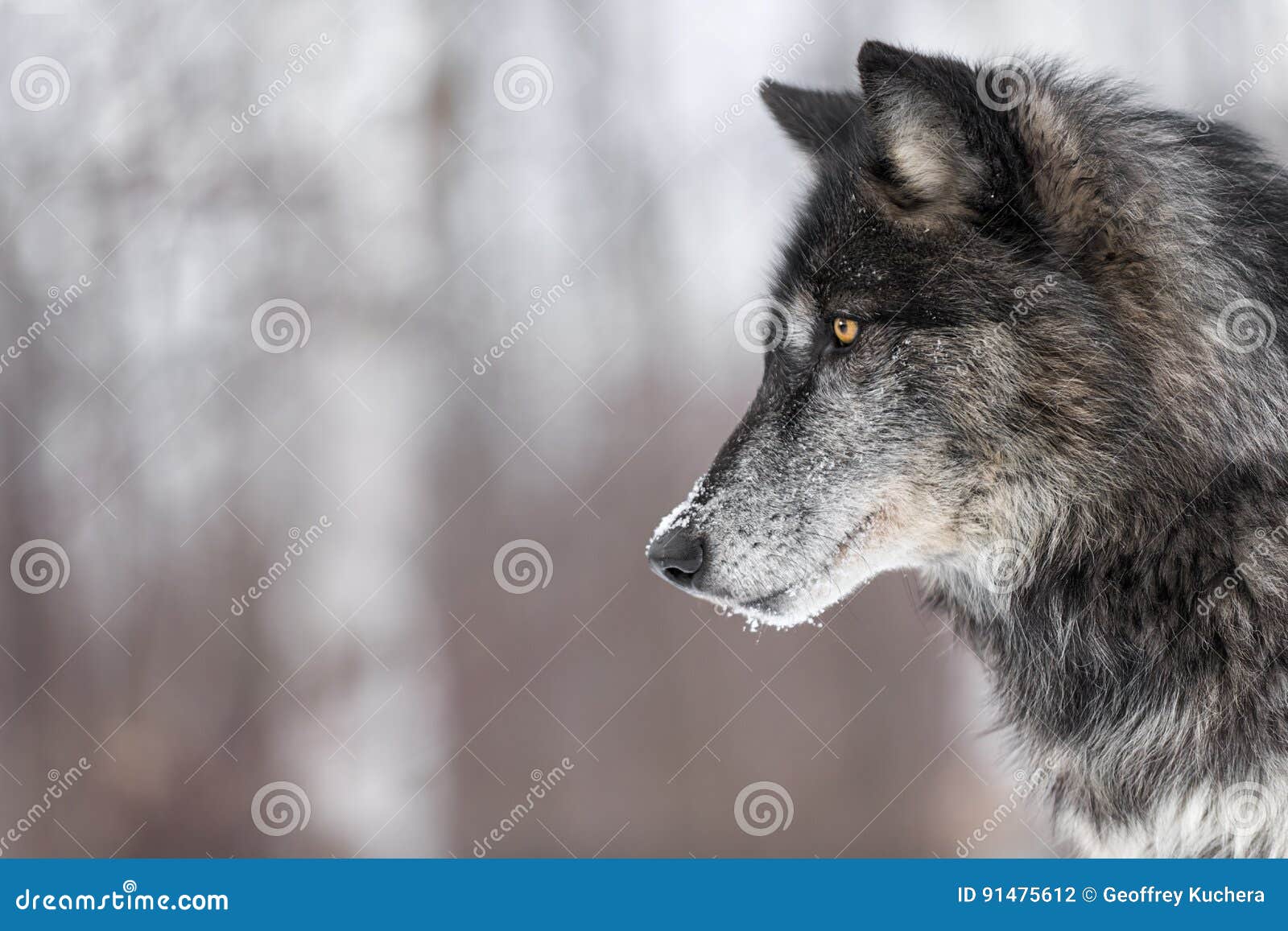Black Wolf Stock Photos - Royalty Free Stock Images
