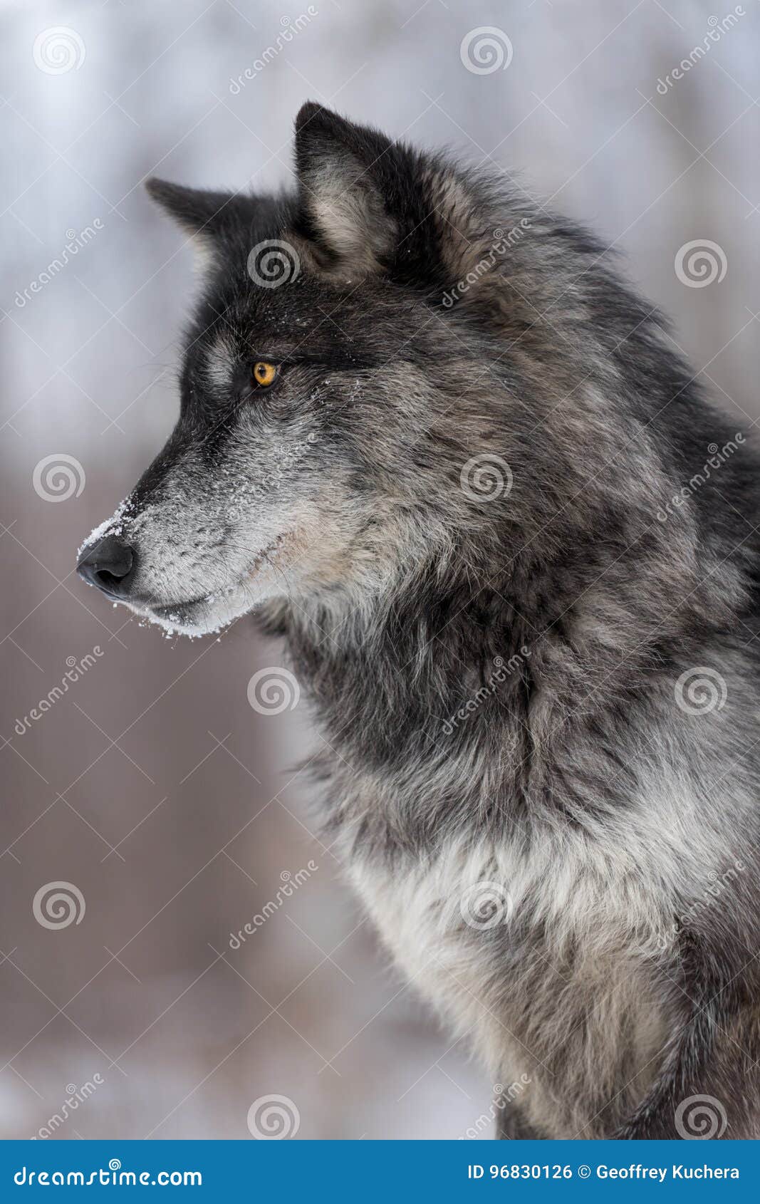 Black Phase Grey Wolf Canis Lupus Profile Vertical Stock Photo - Image ...