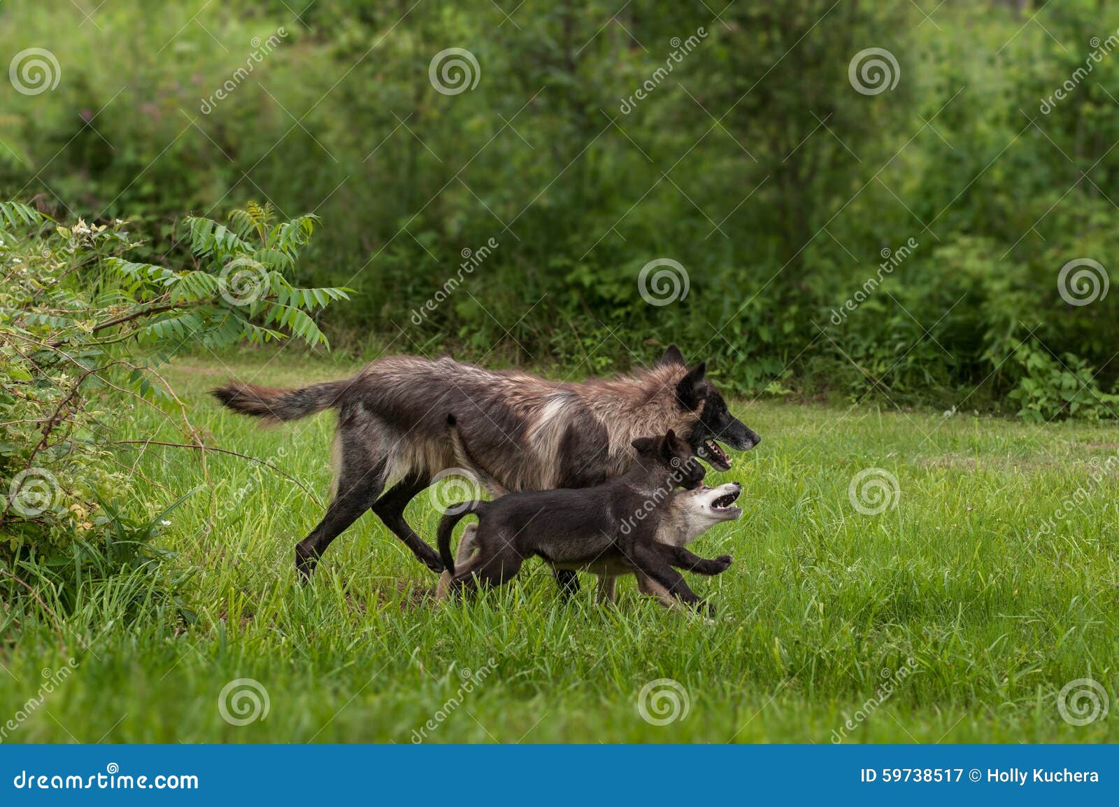 Black Phase Grey Wolf (Canis Lupus) and Pups Run Stock Image - Image of ...