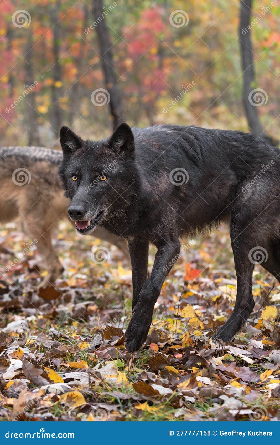 Black-Phase Grey Wolf (Canis Lupus) Steps Forward Second in Background ...
