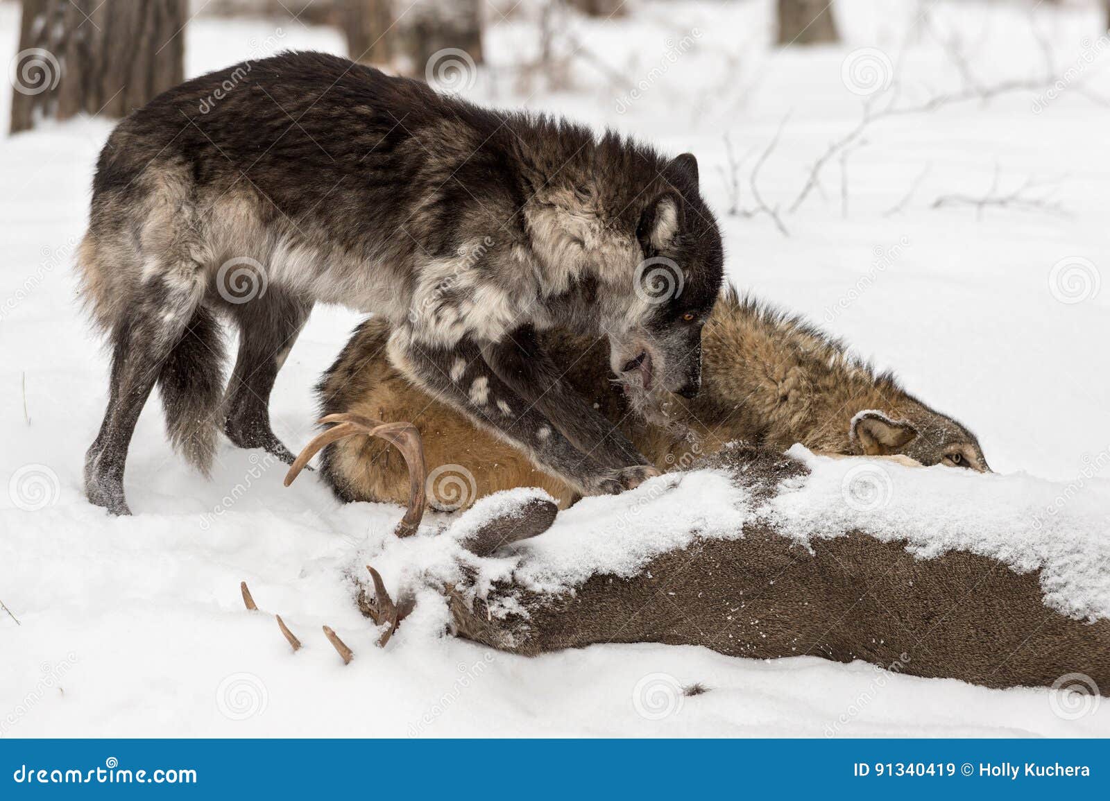 Black Phase Grey Wolf Canis Lupus Tears Hide of Deer Carcass Stock ...