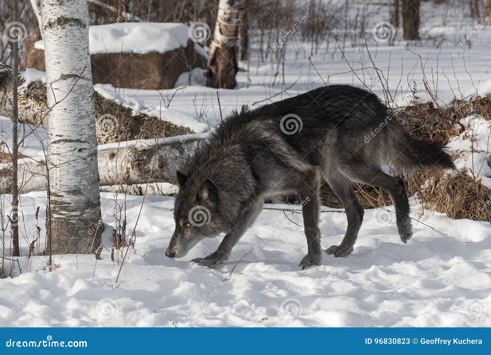 Black Phase Grey Wolf Canis Lupus Walks Left Stock Image - Image of ...