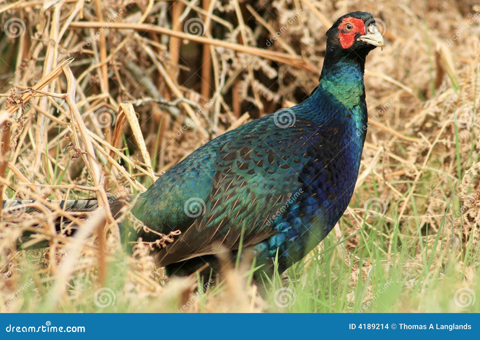 Black Pheasant stock photo. Image of avian, color, colour - 4189214