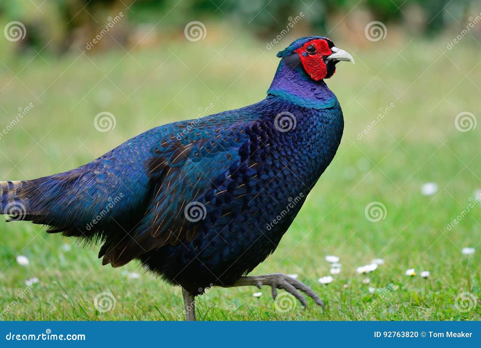 Black Pheasant in the Garden Stock Photo - Image of outdoors, black ...