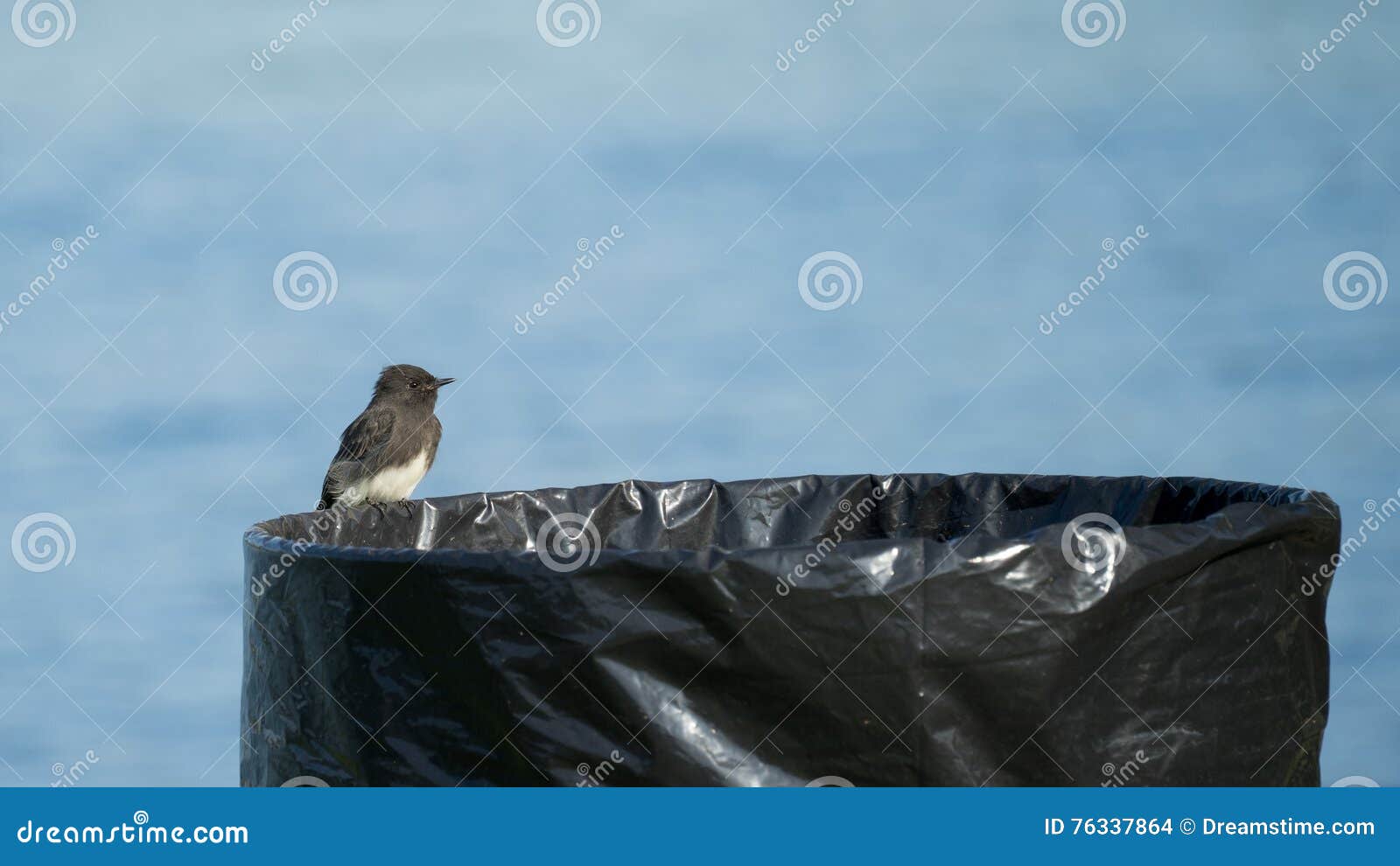 Black Phoebe Bird Perched on Garbage Can Stock Photo - Image of small ...