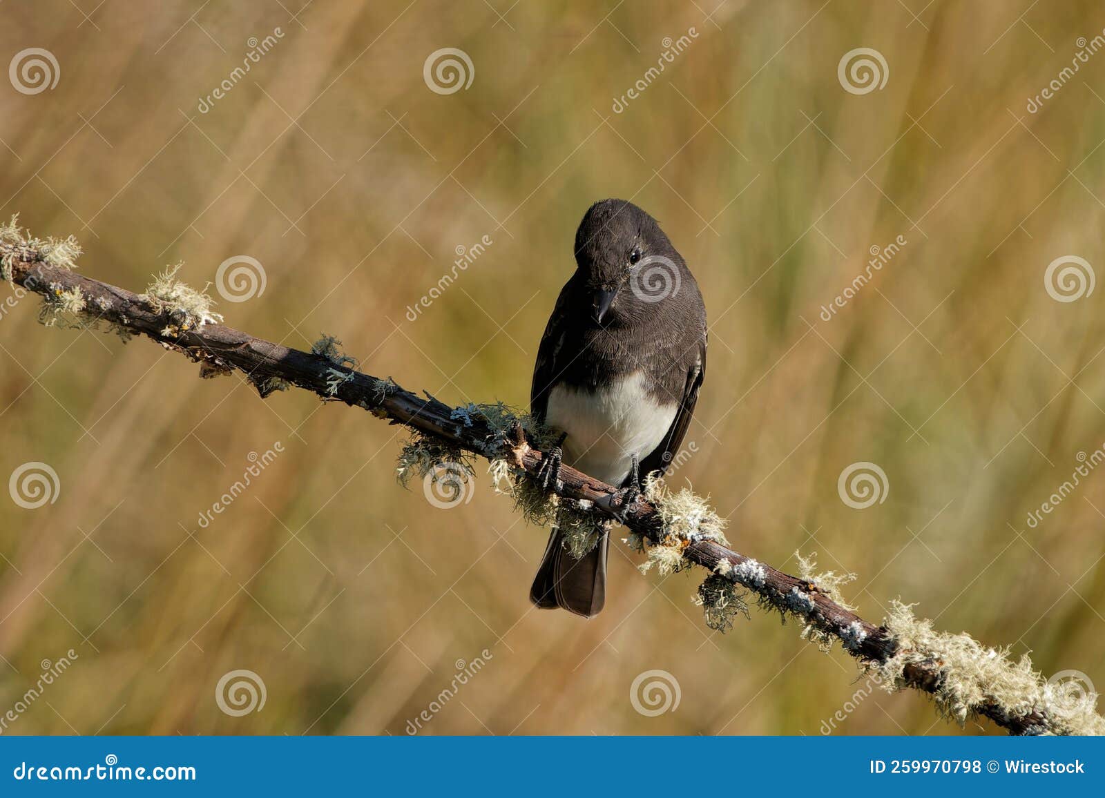Black Phoebe Bird Perched on a Tree Branch Stock Photo - Image of bird ...