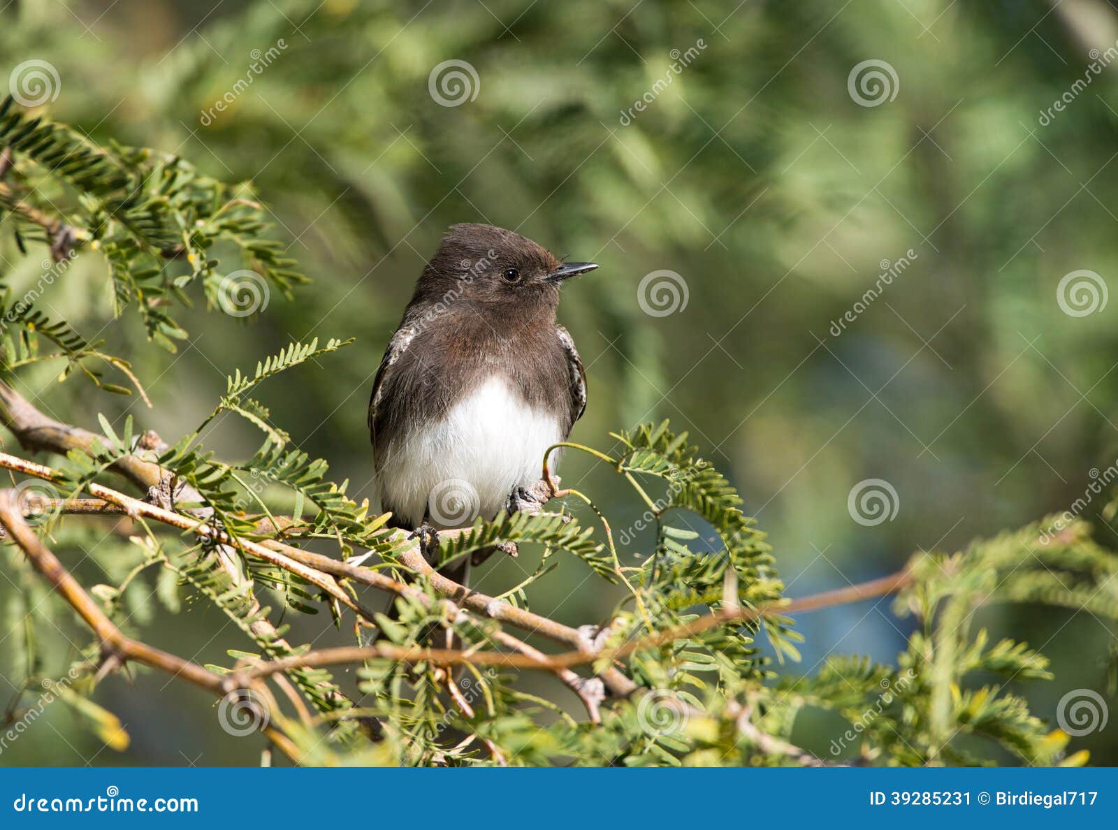 Black Phoebe, Bird stock image. Image of bird, southwest - 39285231