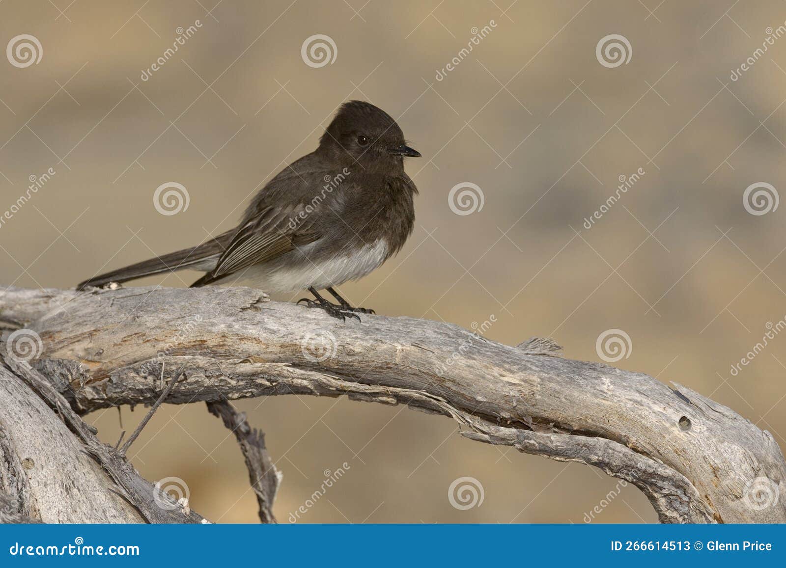 Black Phoebe Perched on Limb Stock Image - Image of black, nature ...