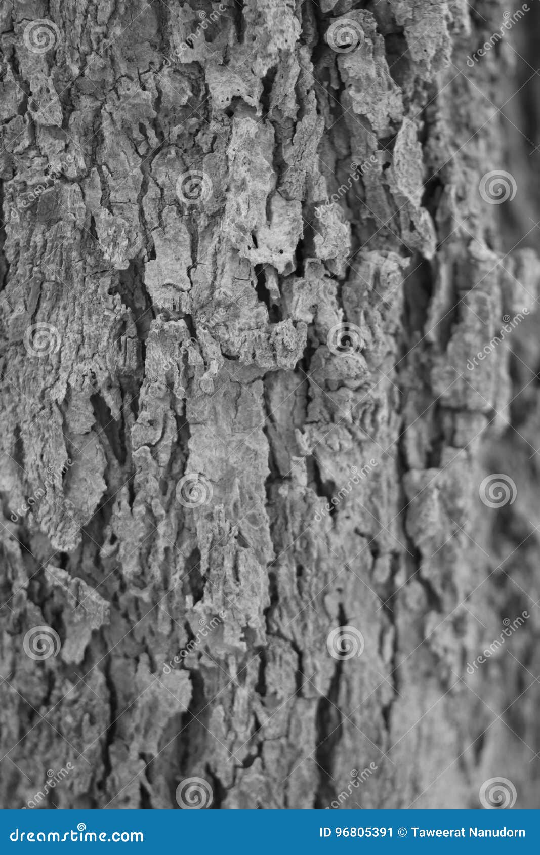 Black Picture Dead Bark Dying in the Jungle. Stock Image - Image of ...