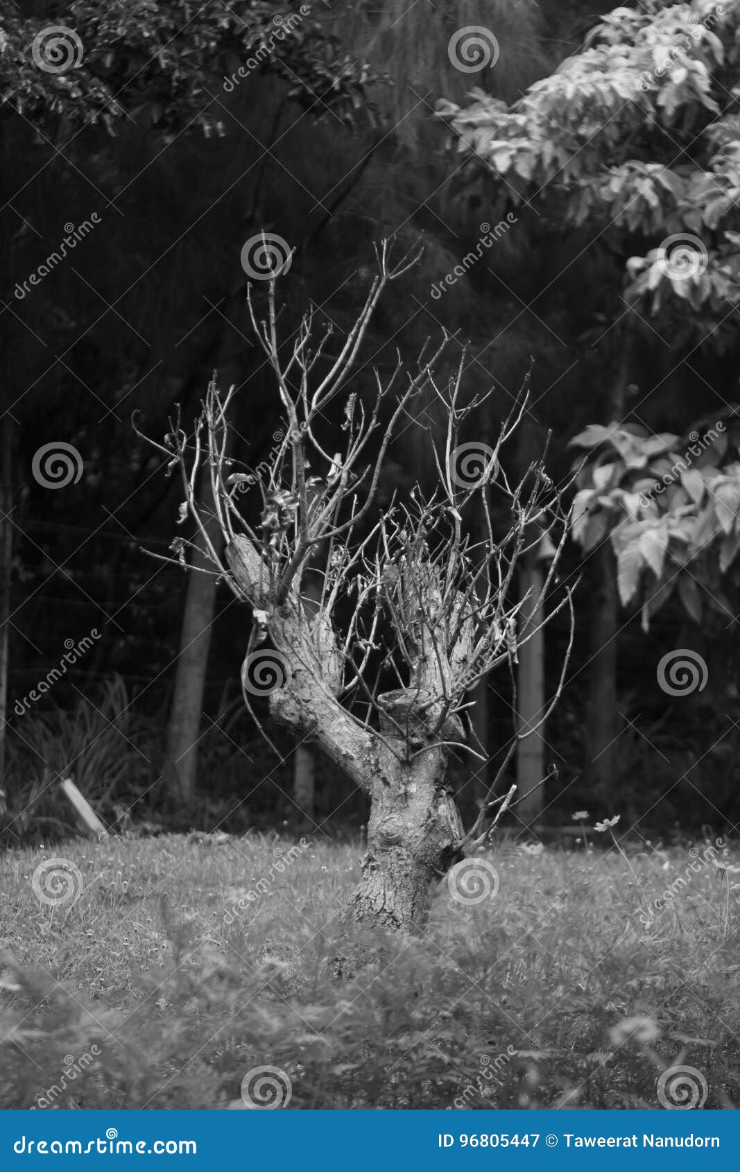 Black Picure Dead Bark Dying in the Jungle. Stock Image - Image of ...