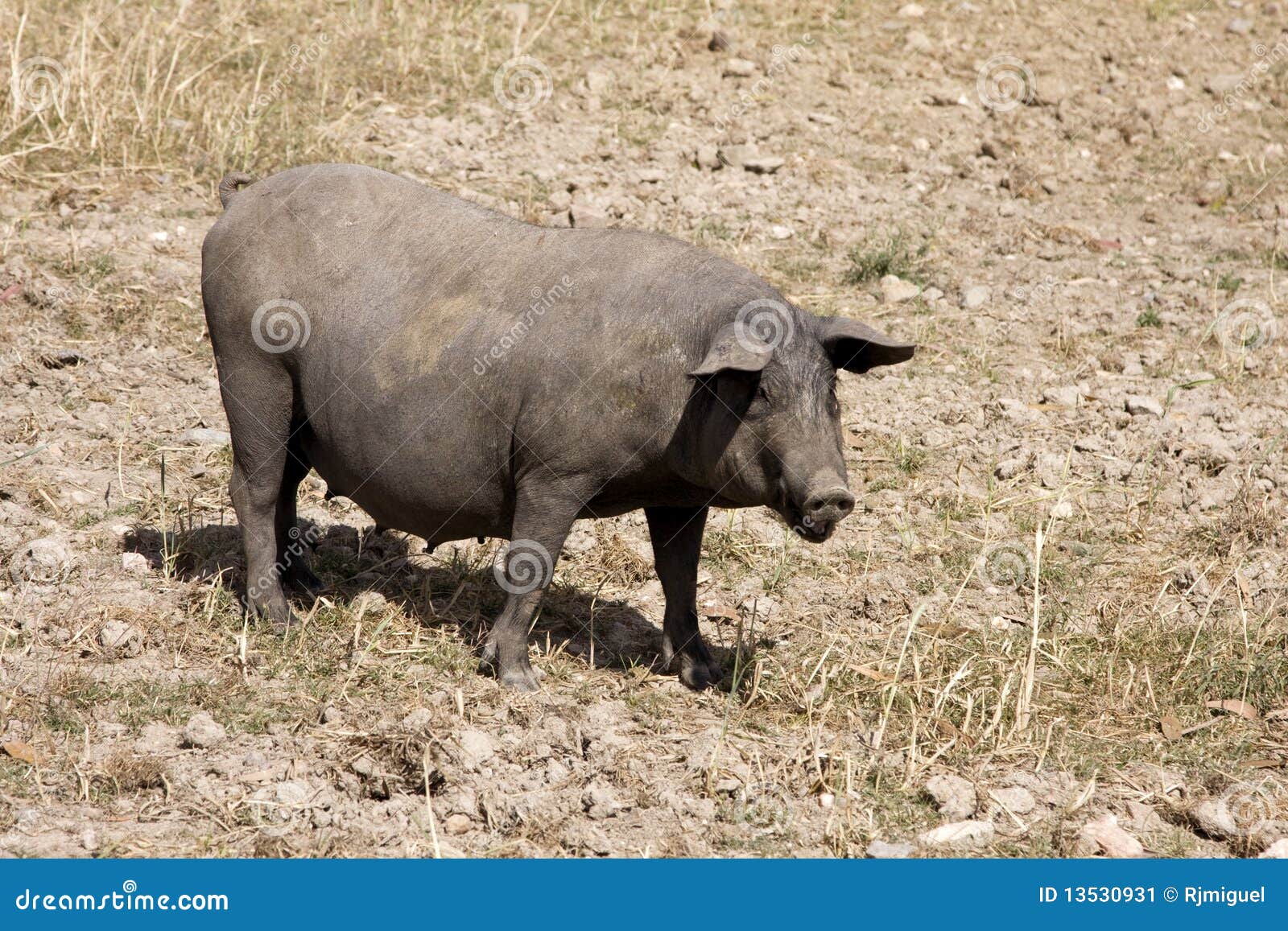 Black pig stock image. Image of grass, organic, meat - 13530931