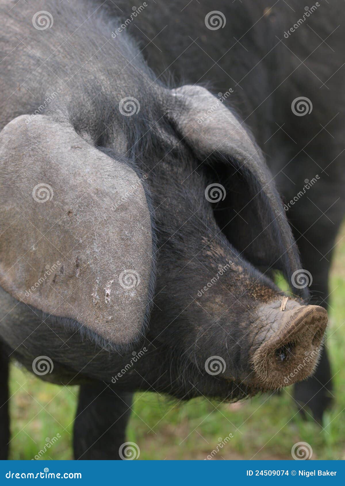 Black Pig stock photo. Image of meat, boar, farm, pork - 24509074