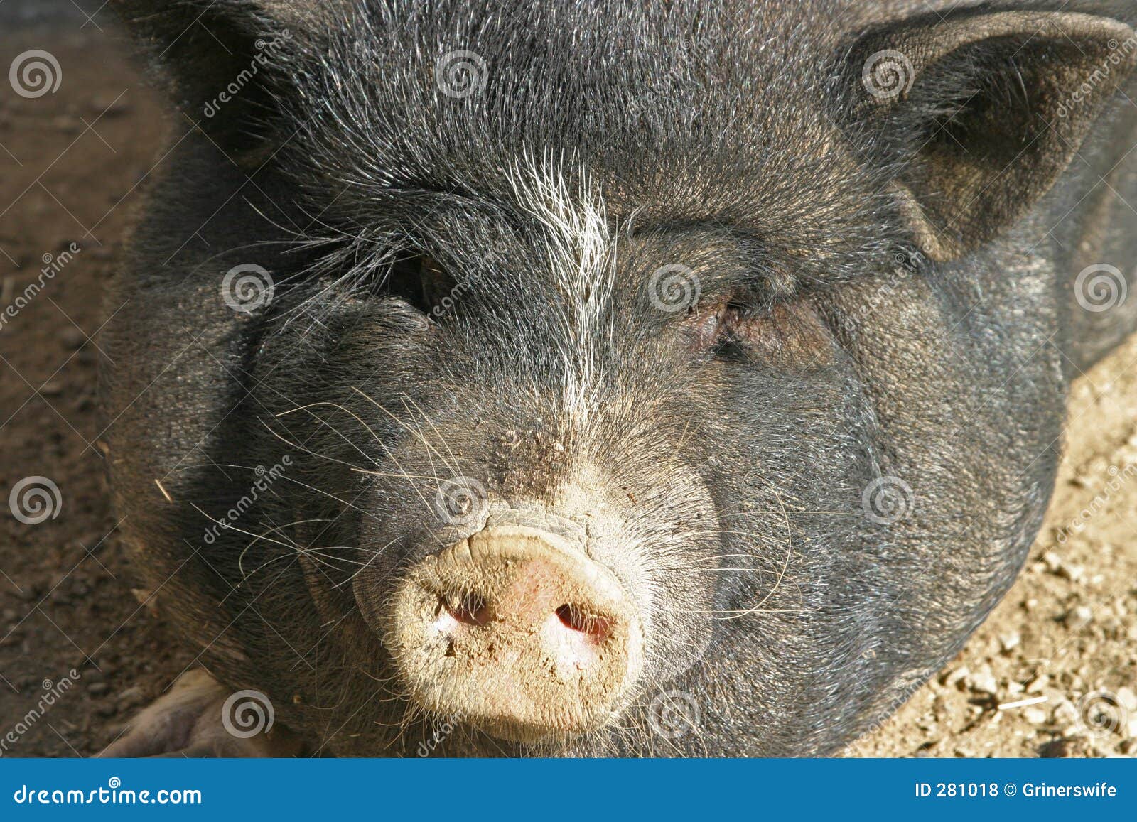 Black pig stock photo. Image of snout, porky, livestock - 281018