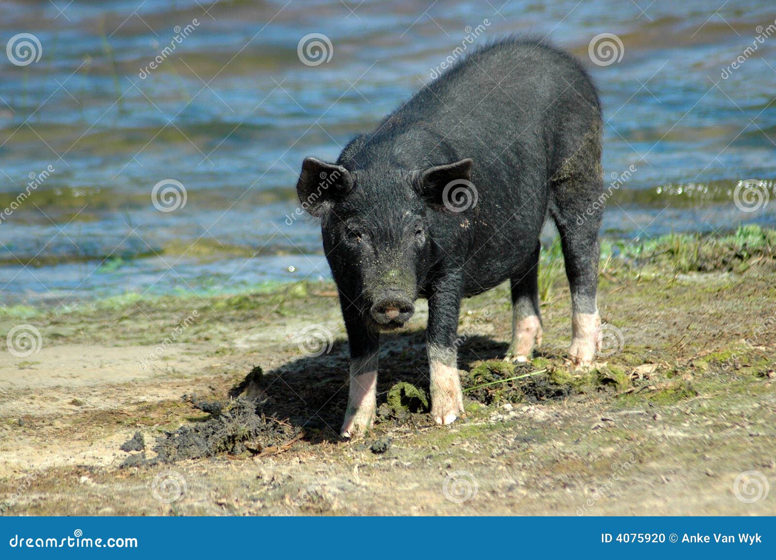 Black pig stock photo. Image of life, pair, agricultural - 4075920