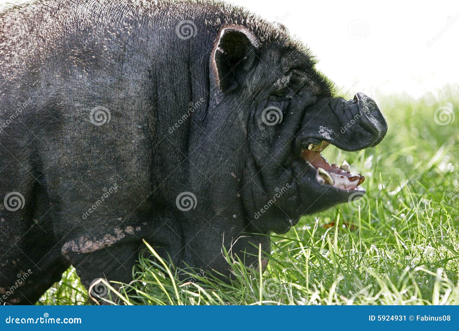 Black Pig stock image. Image of animal, mammal, black - 5924931