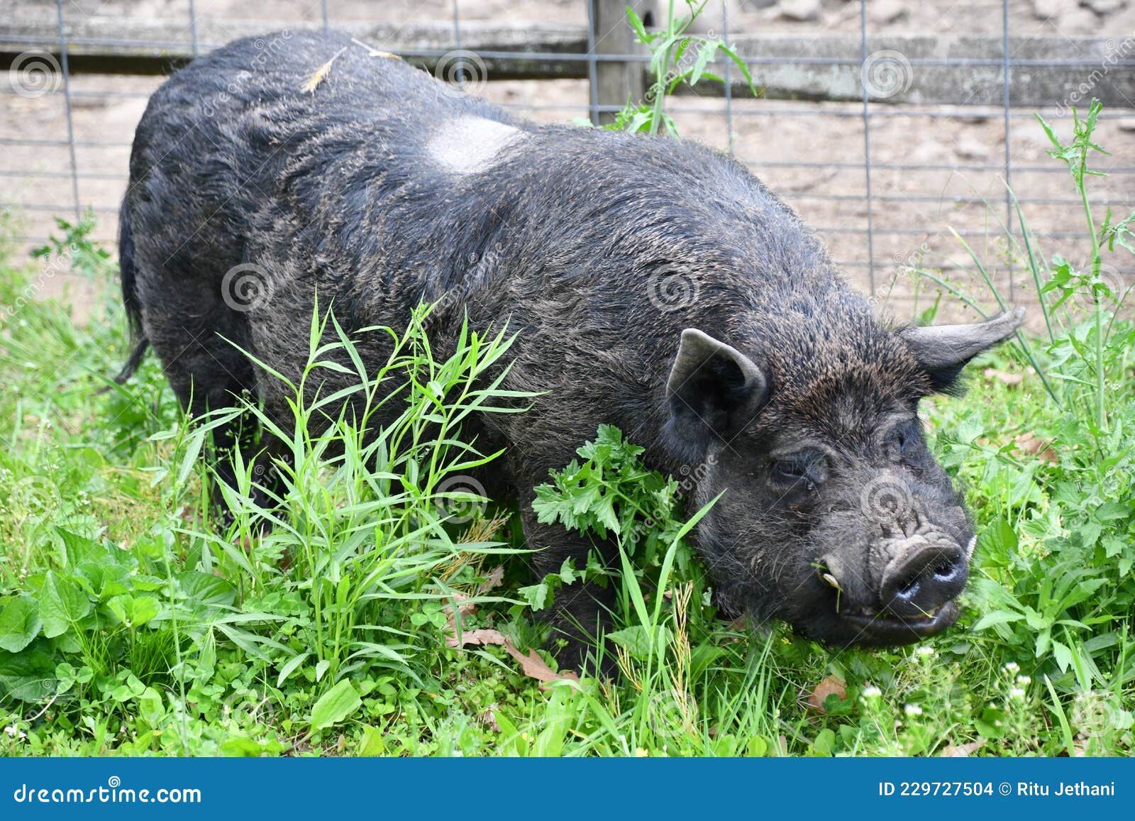 A Black Pig stock photo. Image of cute, nature, outside - 229727504