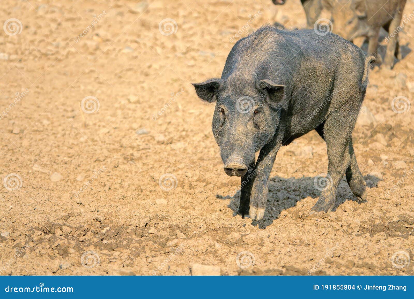 Black pig stock photo. Image of black, mammals, animal - 191855804