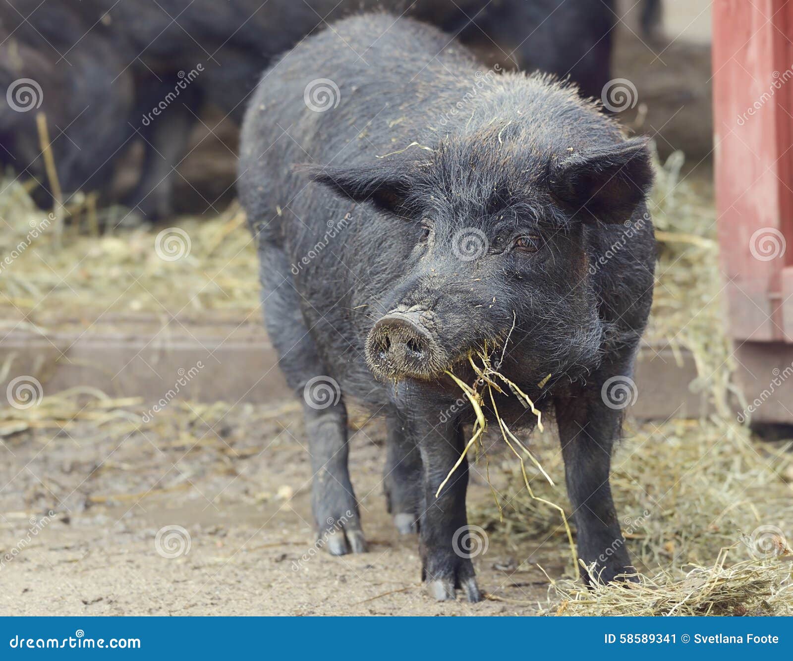 Black Pig stock image. Image of grass, outdoor, straw - 58589341