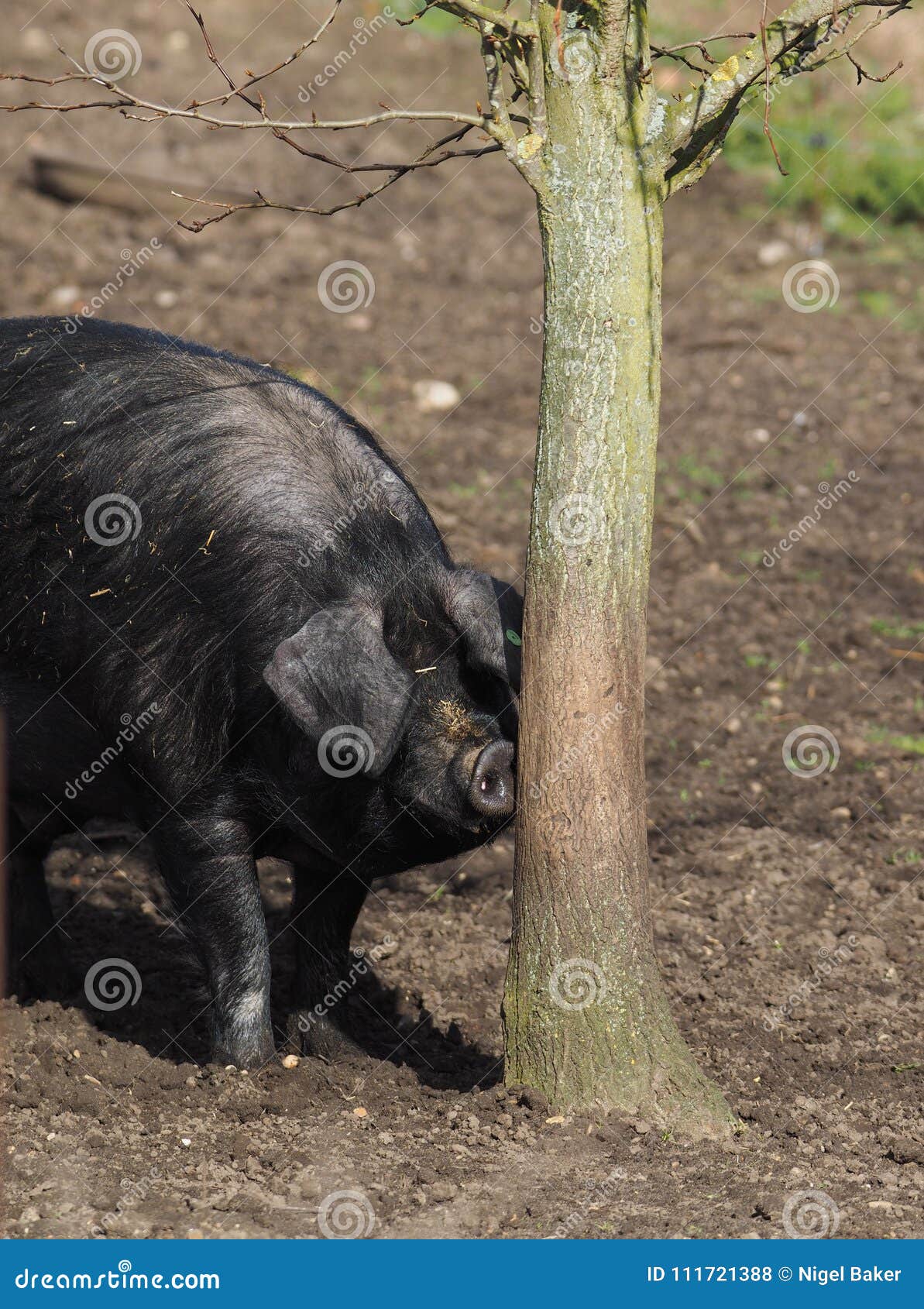 Black Pig stock photo. Image of suffolk, animal, farm - 111721388