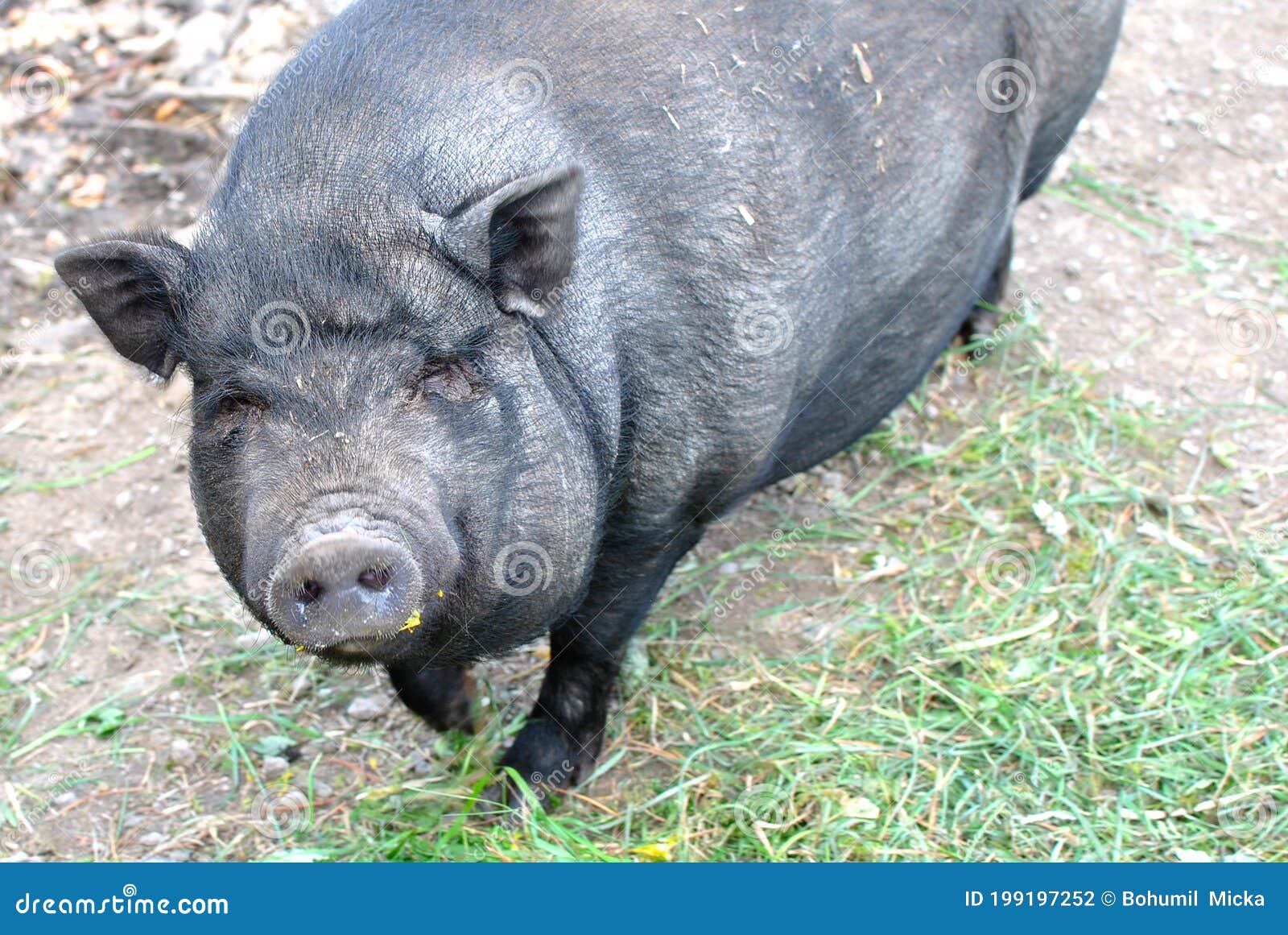 Pig Looking into the Camera Stock Photo - Image of farm, black: 199197252