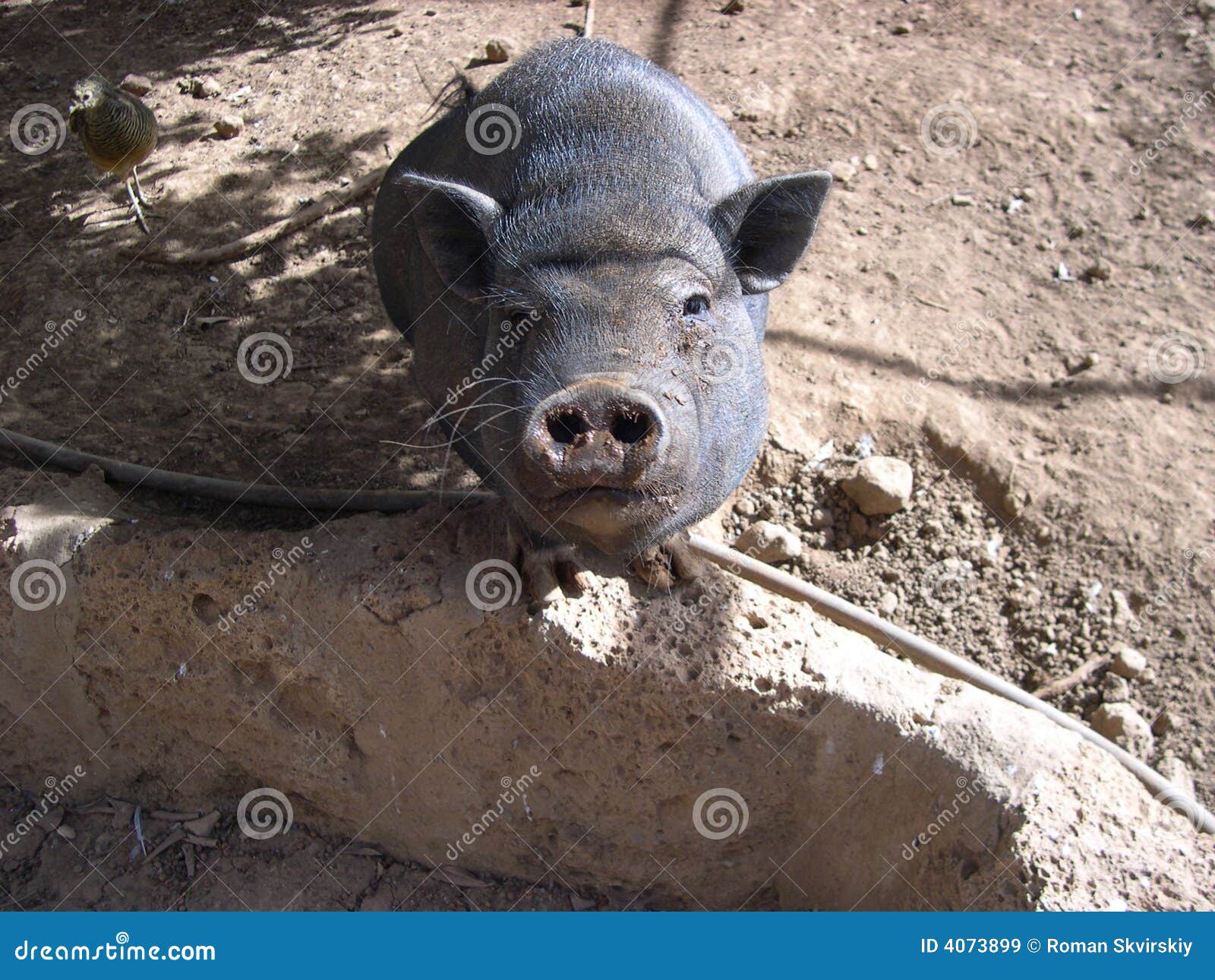 Black pig looking at you stock image. Image of looking - 4073899