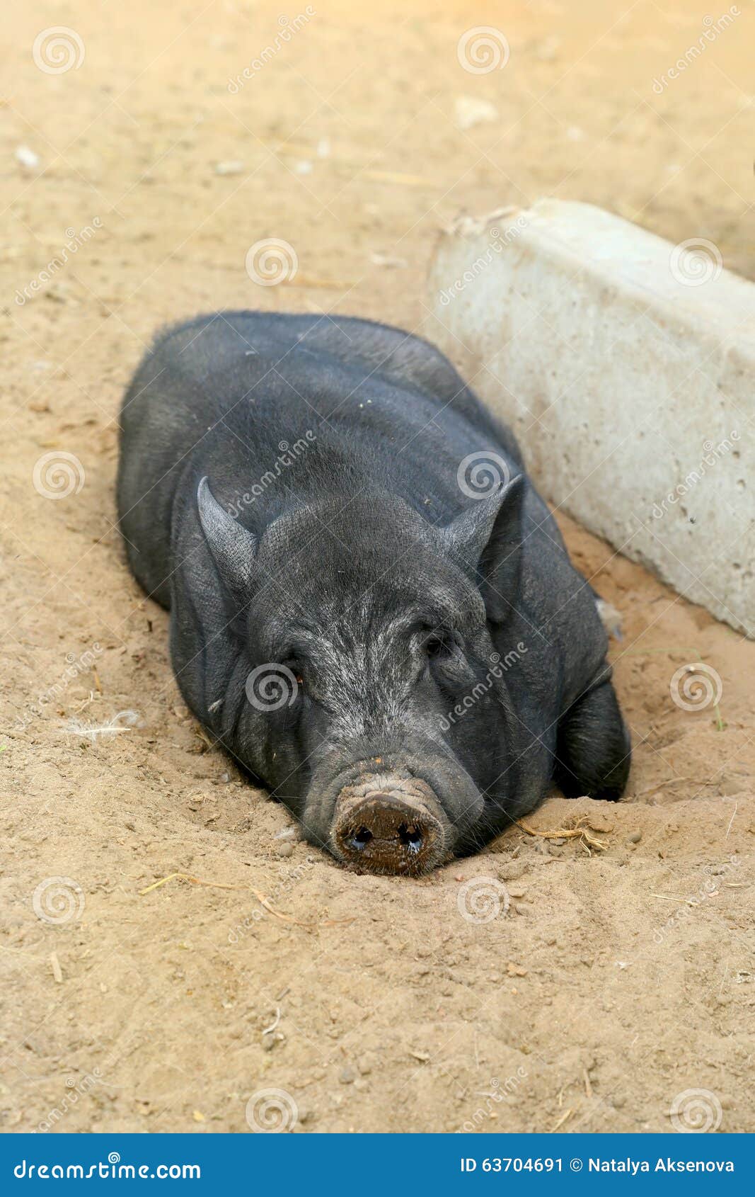 Black Pig Lying Sand Farm Shooting Stock Photos - Free & Royalty-Free ...